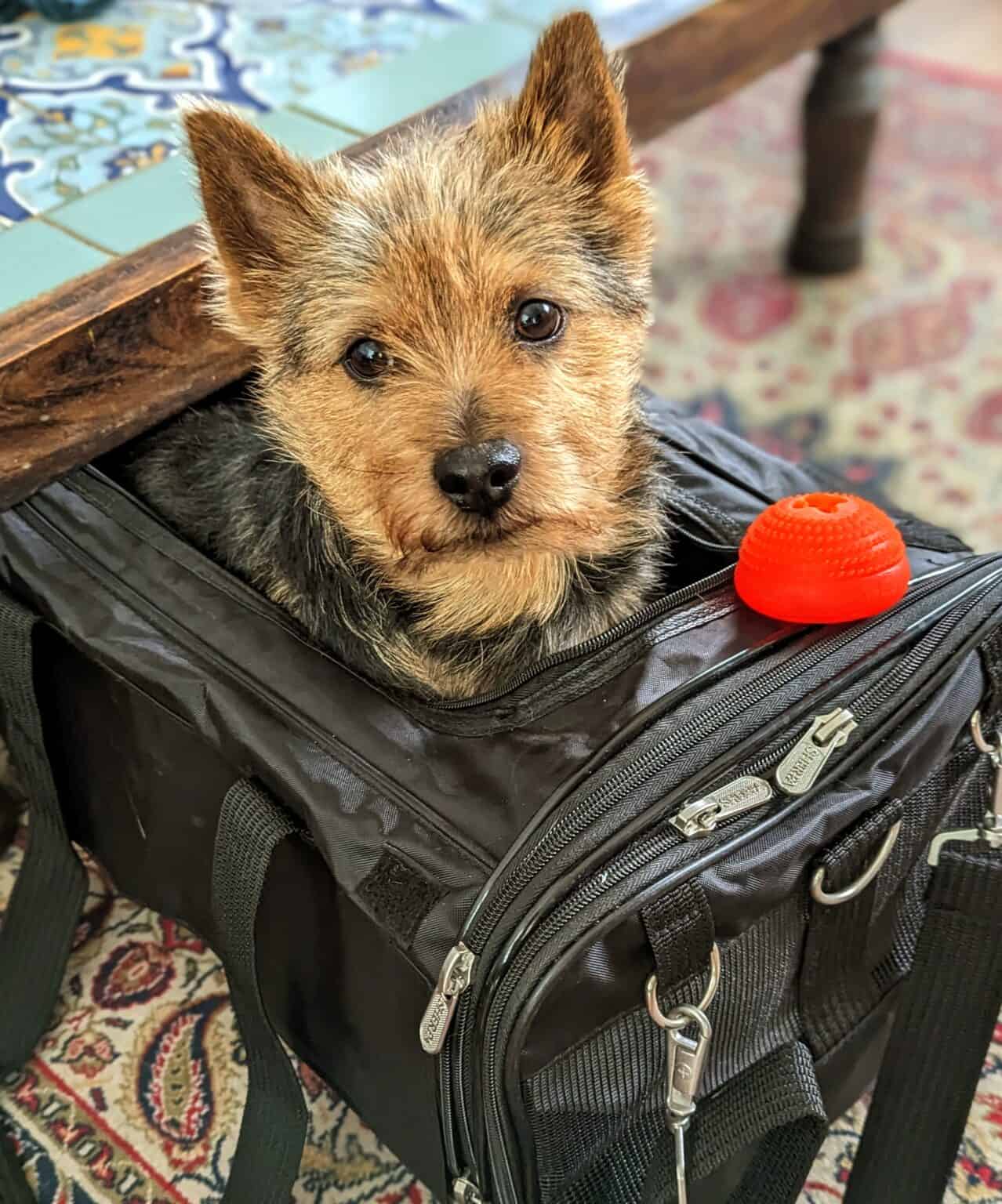 Dog Whining on a Plane? 10 Helpful Tips (+1 bonus) to Calm a Nervous ...