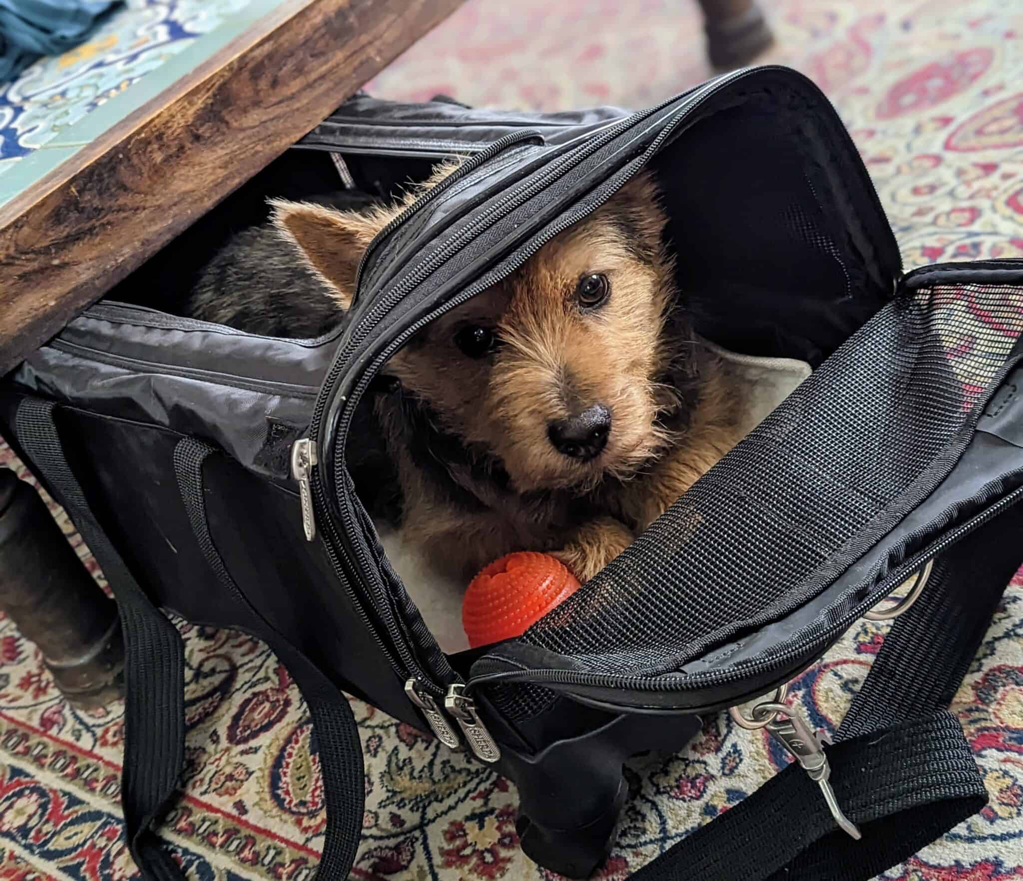 Dog Whining on a Plane? 10 Helpful Tips (+1 bonus) to Calm a Nervous ...