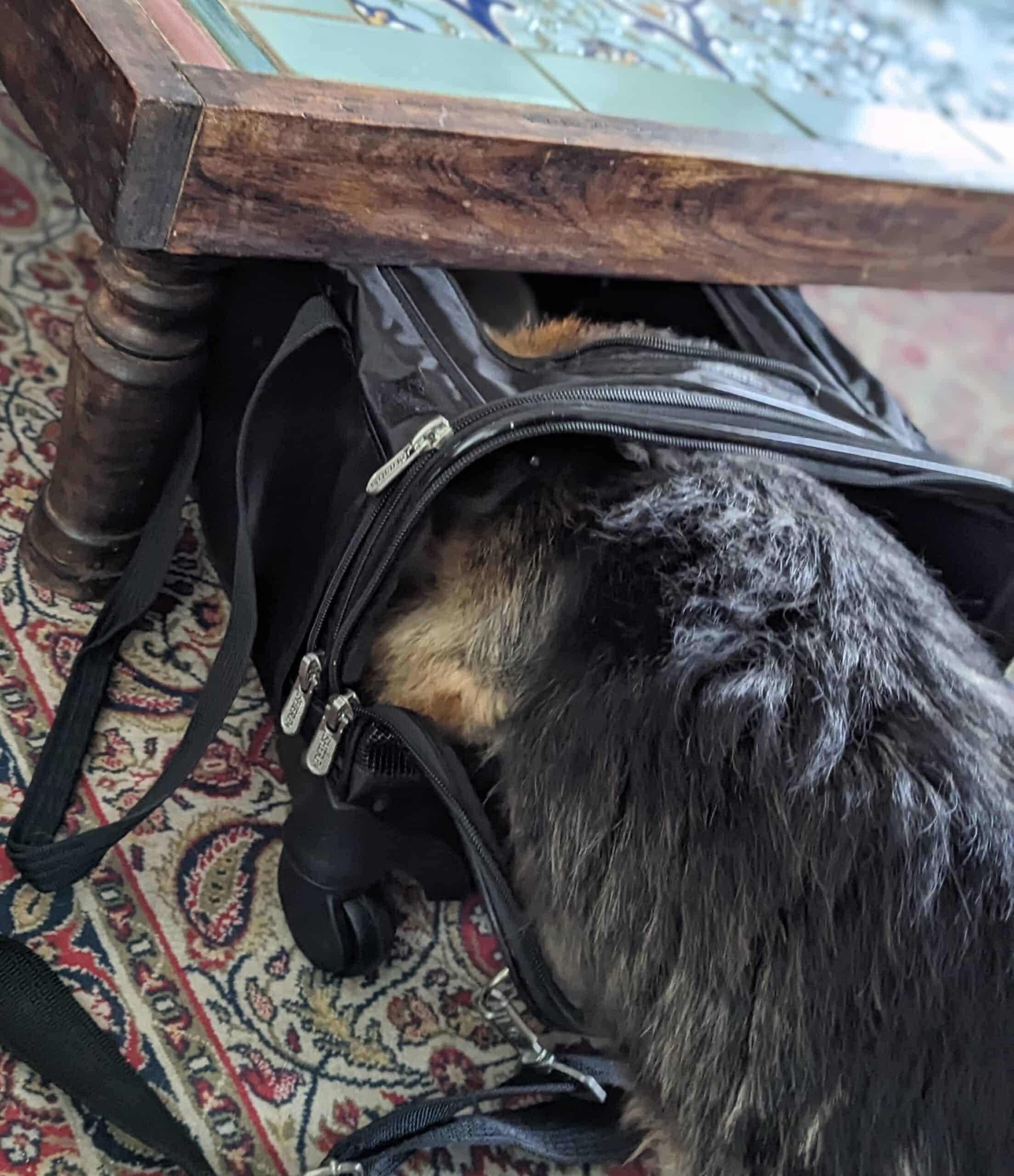 Dog Whining on a Plane? 10 Helpful Tips (+1 bonus) to Calm a Nervous ...