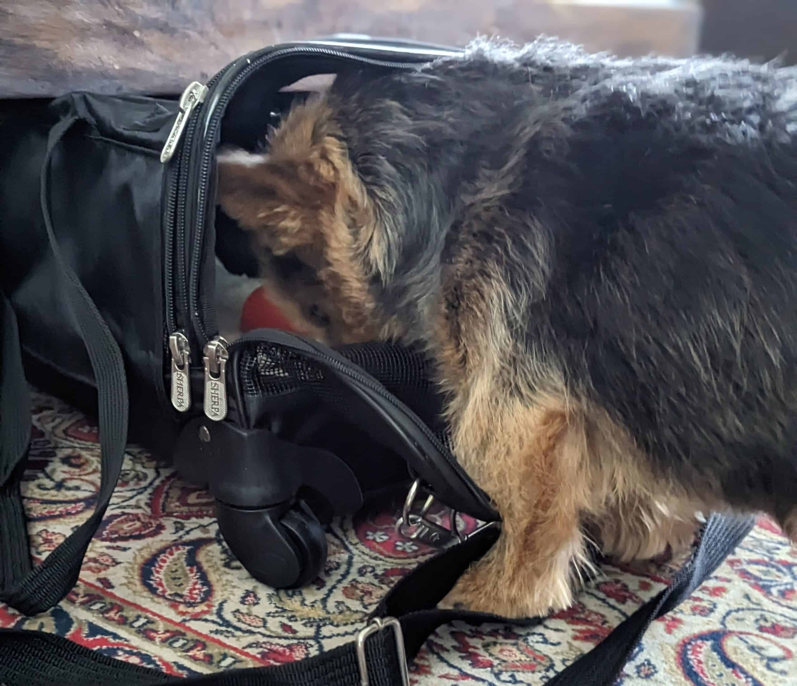 Dog Whining on a Plane? 10 Helpful Tips (+1 bonus) to Calm a Nervous ...