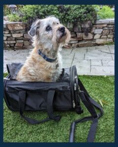 Flying With A Dog Under The Airplane Seat The Ultimate Guide Pets Flying With A Dog Under The Airplane Seat The Ultimate Guide Pets