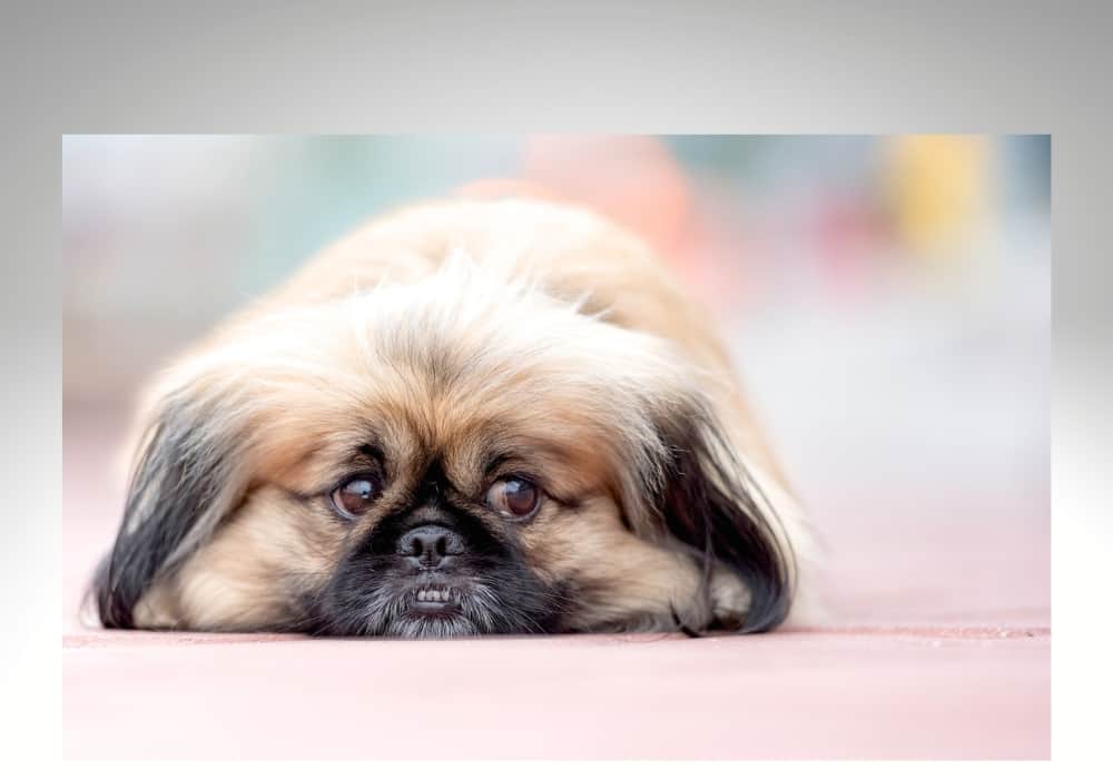 Dog Whining on a Plane? 10 Helpful Tips (+1 bonus) to Calm a Nervous ...