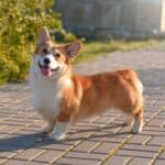 Flying With a Dog under the Airplane Seat: The Ultimate Guide - Pets ...