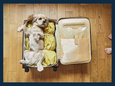 Flying With a Dog under the Airplane Seat: The Ultimate Guide - Pets ...