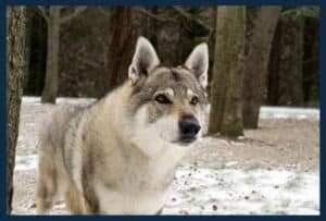 Pets Around the World - Meet 24 Fascinating Dog Breeds from Every ...
