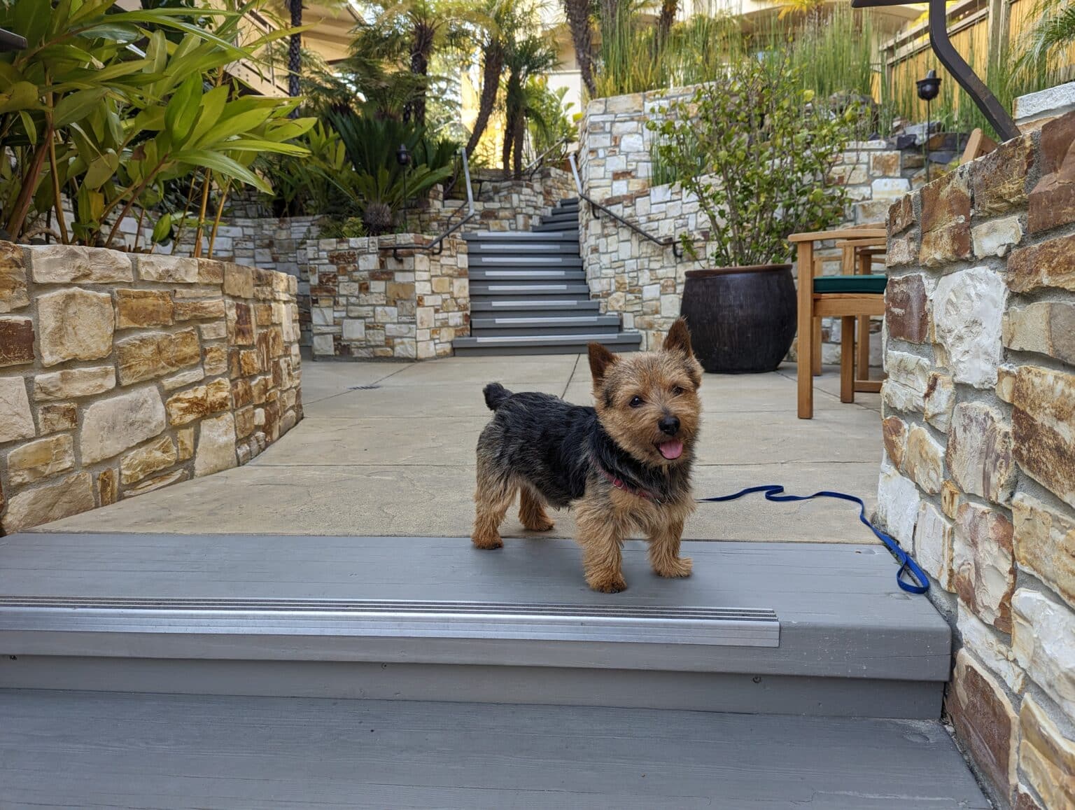 6 Best Dog Friendly Weekend Getaways in Southern California - Pets ...