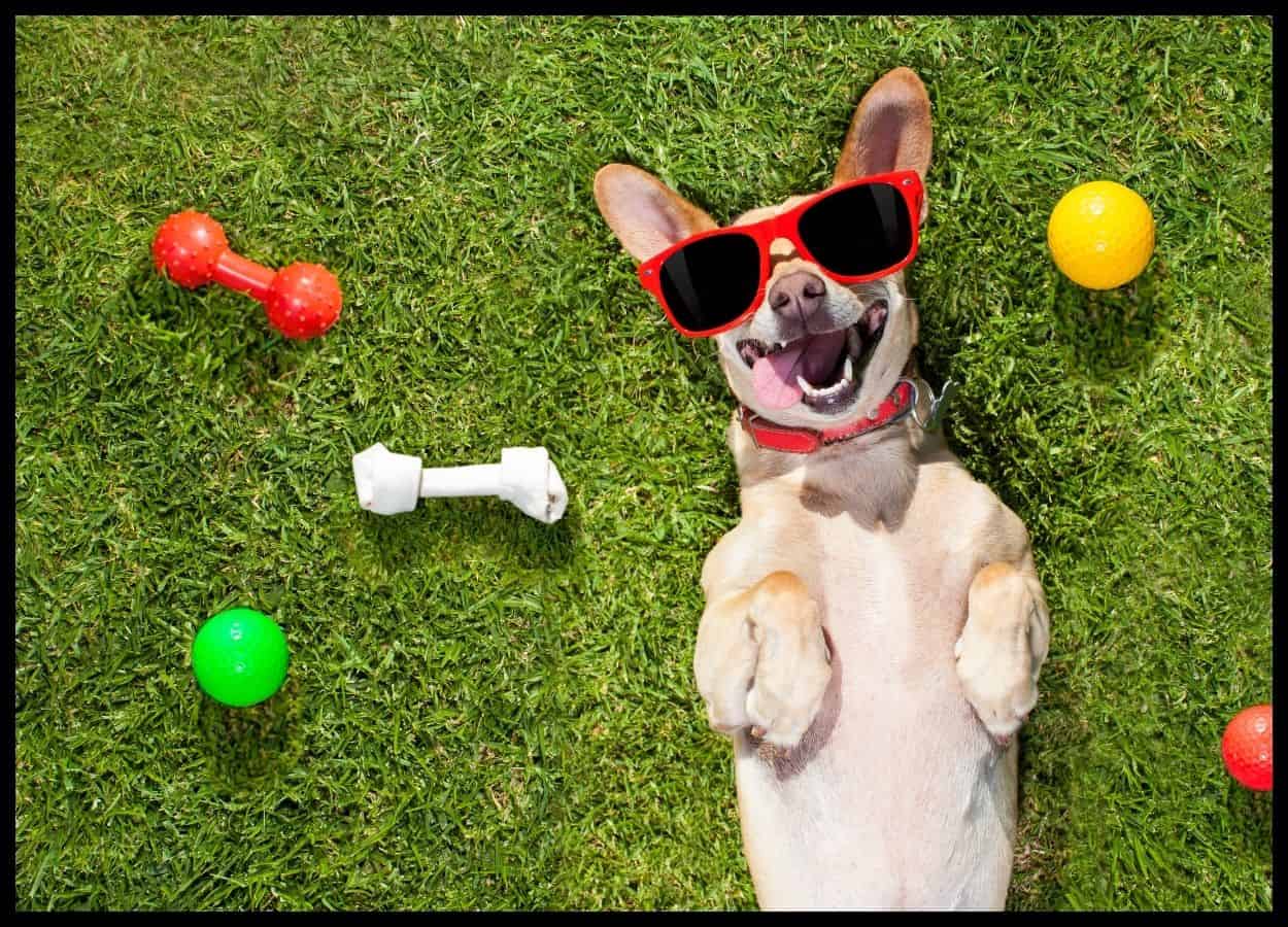 12 Great Dog Friendly Places to Visit in Maine - Pets Around the World