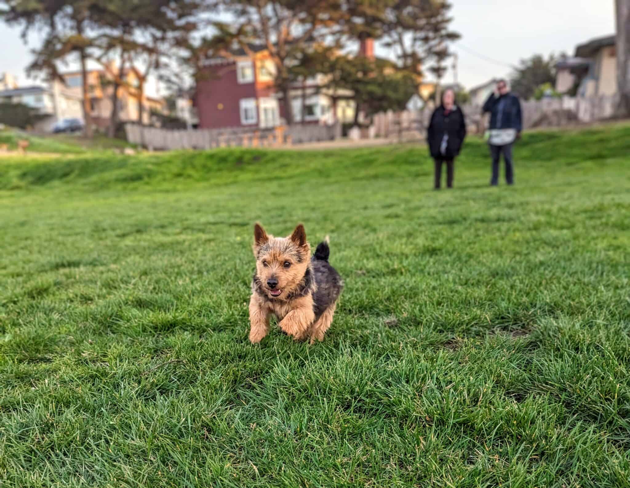 TJ Maxx Dog Friendly - What is their pet policy? [2024] - Pets Around ...