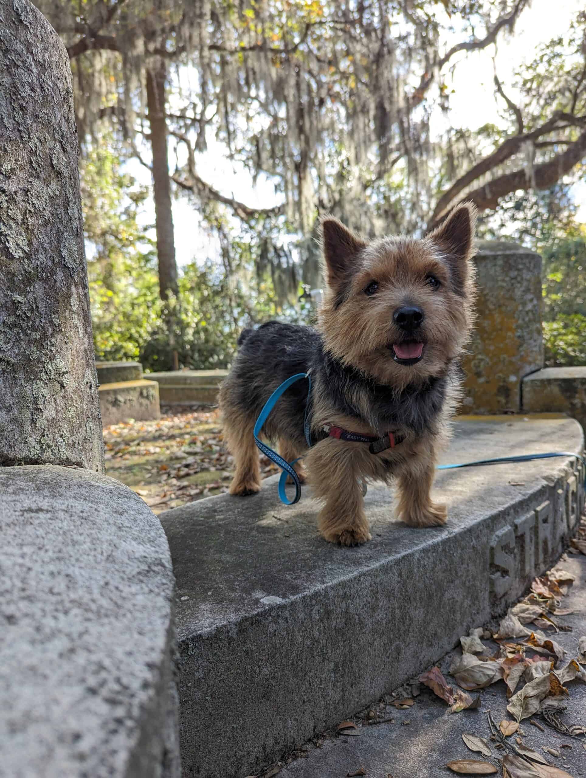 Dog Friendly Savannah: A Local's Guide - Pets Around the World
