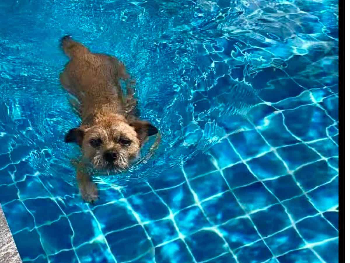 Traveling Abroad with Your Dog? New United States CDC Rules You Can’t ...