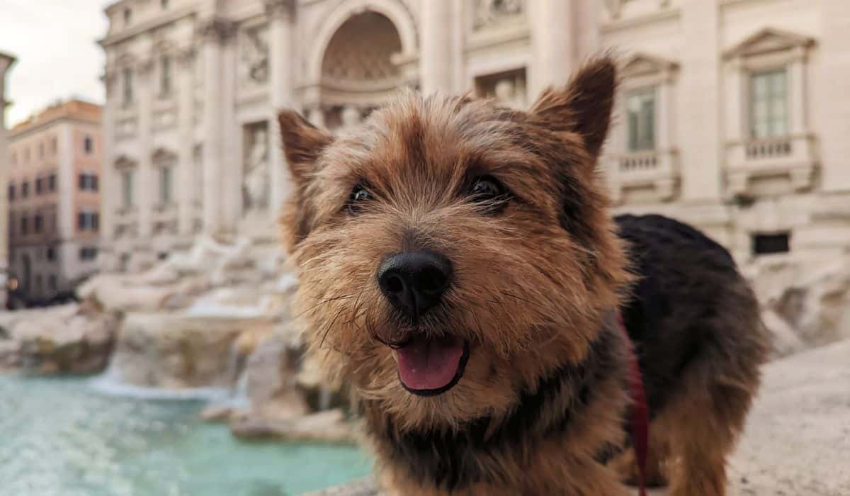 Traveling to Italy with a Dog from the USA: The Ultimate Guide - Pets ...