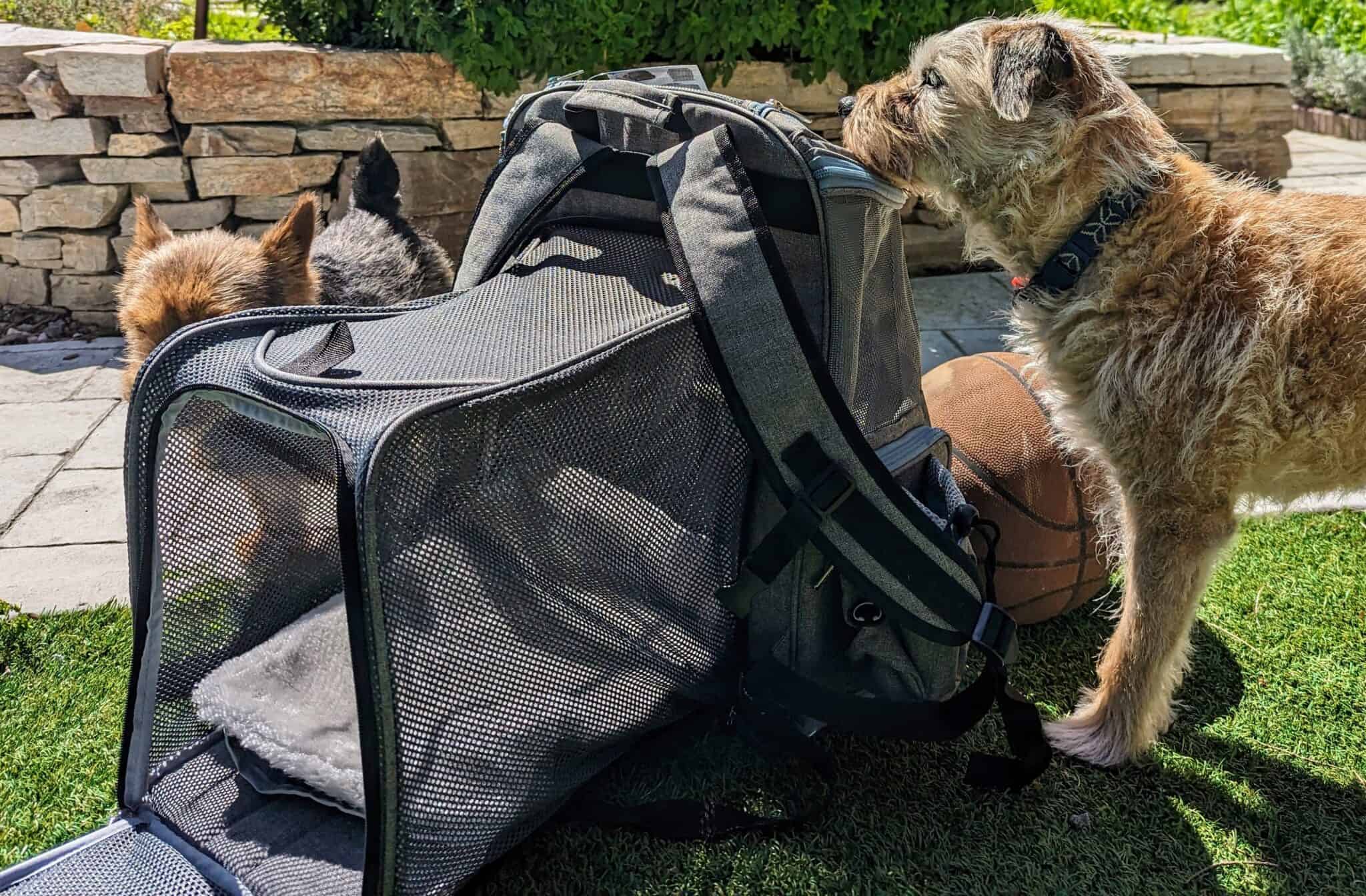Flying With a Dog under the Airplane Seat: The Ultimate Guide - Pets ...
