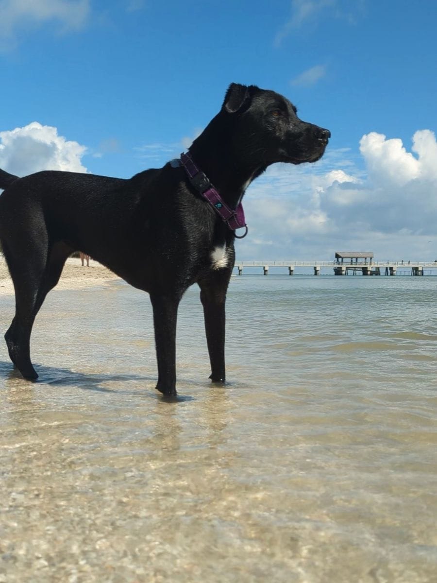 7 Best St. Petersburg Dog Beaches + 4 Bonus Coastal Walks - Pets Around ...