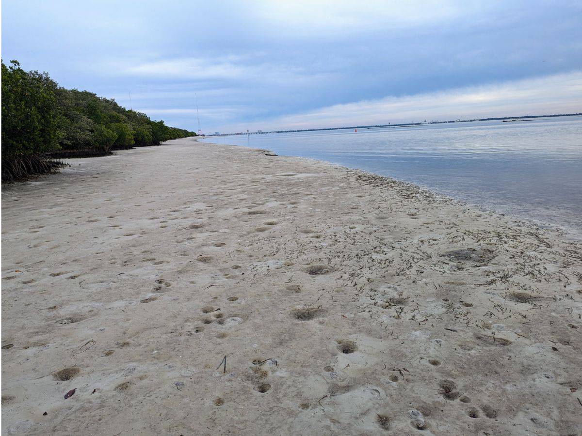 7 Best St. Petersburg Dog Beaches + 4 Bonus Coastal Walks - Pets Around ...