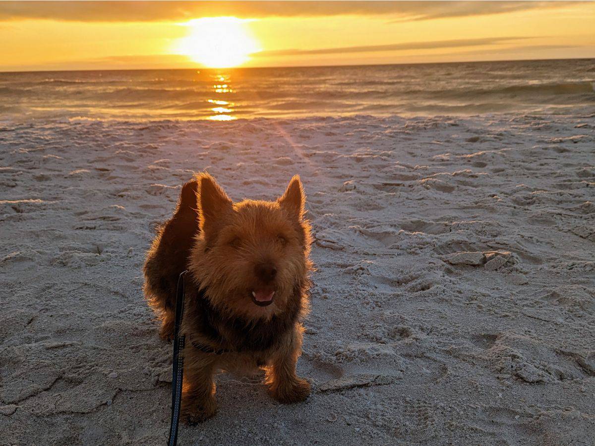 7 Best St. Petersburg Dog Beaches + 4 Bonus Coastal Walks - Pets Around ...