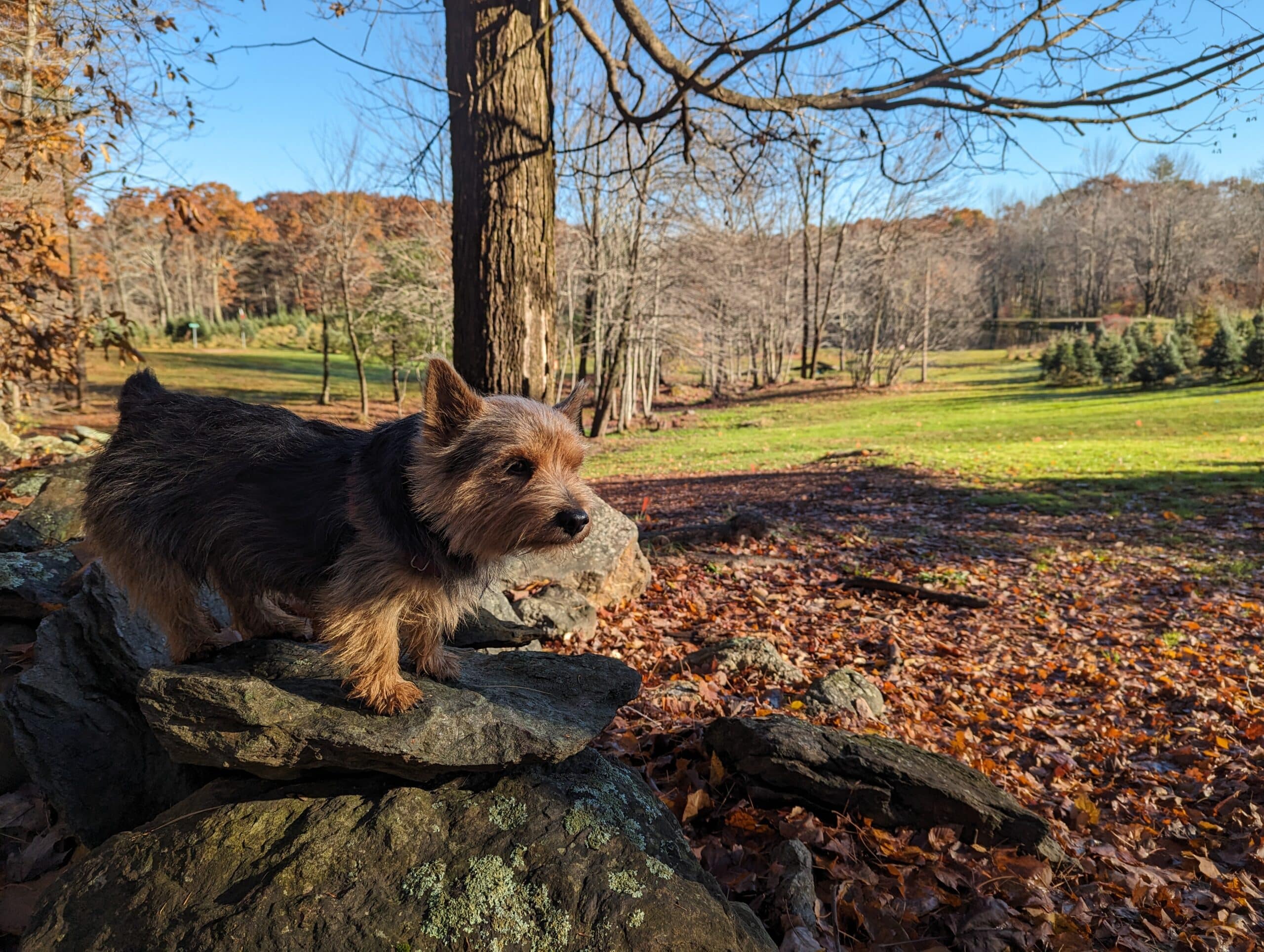 Six Fantastic Dog Friendly Getaways Near Boston - Pets Around the World