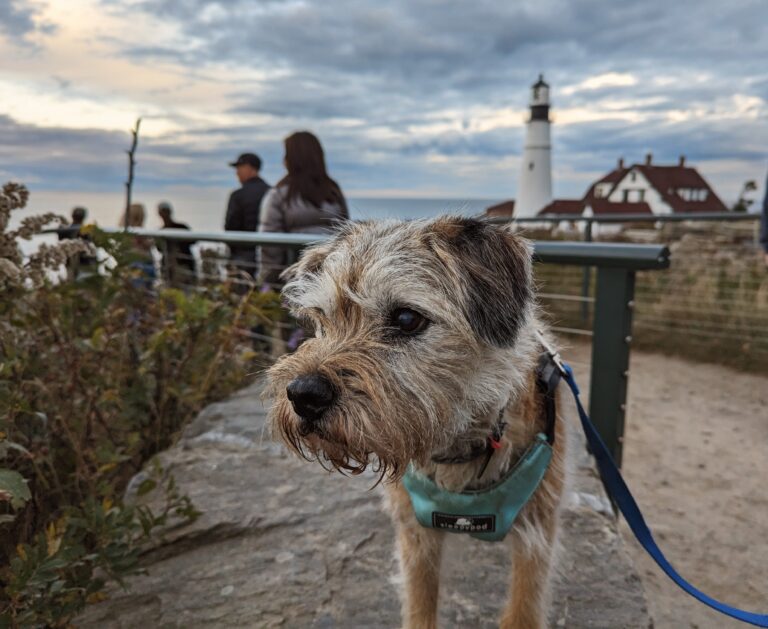 12 Great Dog Friendly Places to Visit in Maine - Pets Around the World