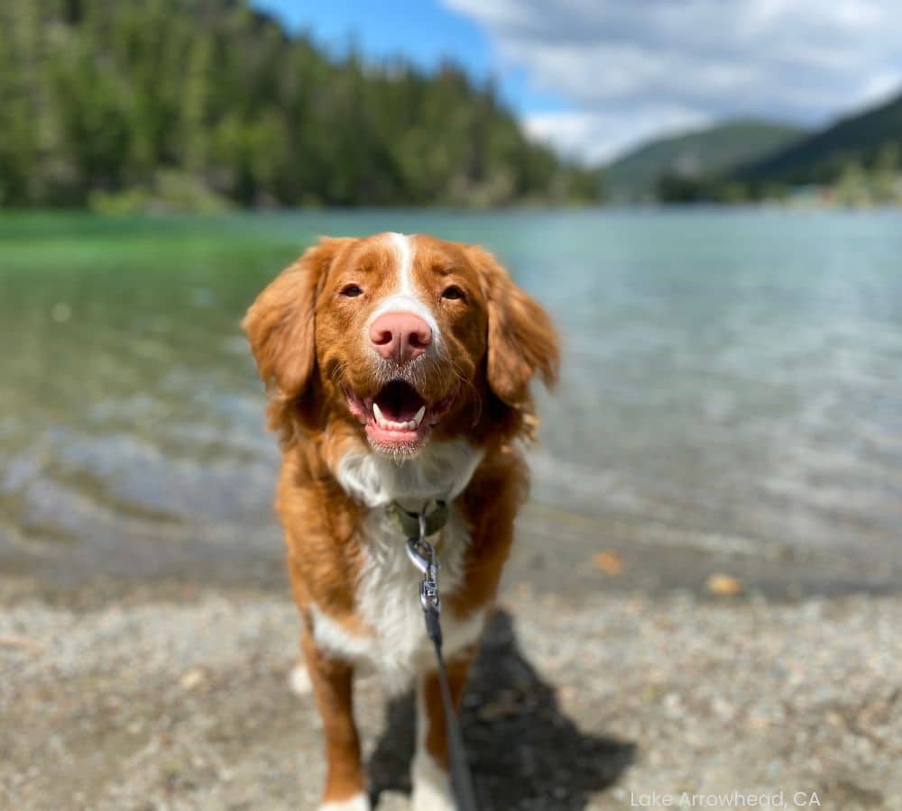 12 Great Dog Friendly Places to Visit in Maine - Pets Around the World