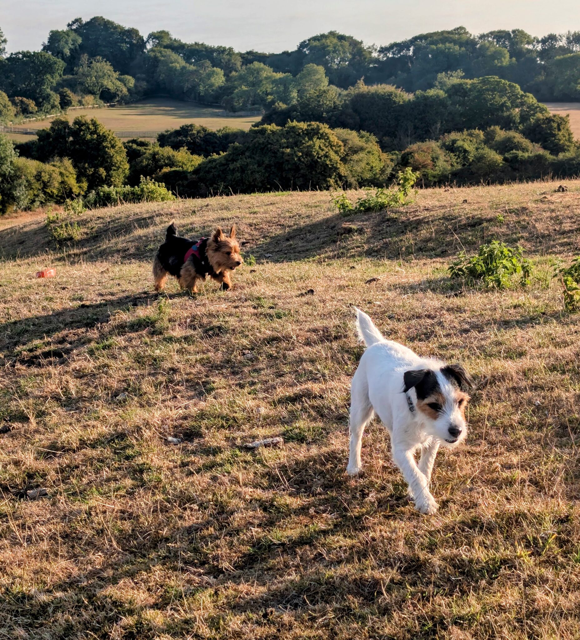 Bringing Your Dog to England: What You Really Need to Know (No ...